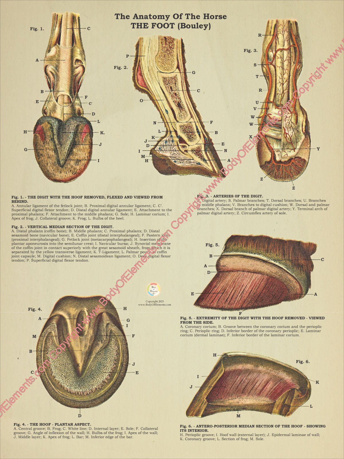 Horse Hoof Foot Anatomy Poster 18 X 24 Body Of Elements Horse Hoof Foot Anatomy Poster 18 X 24 Body Of Elements