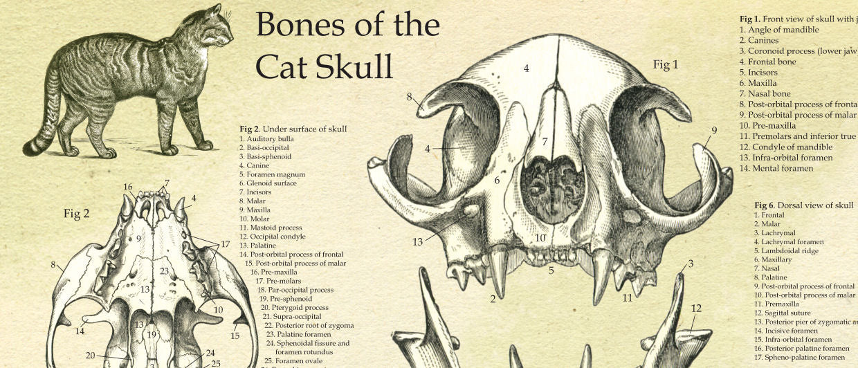 Cat Anatomy Posters – Body of Elements