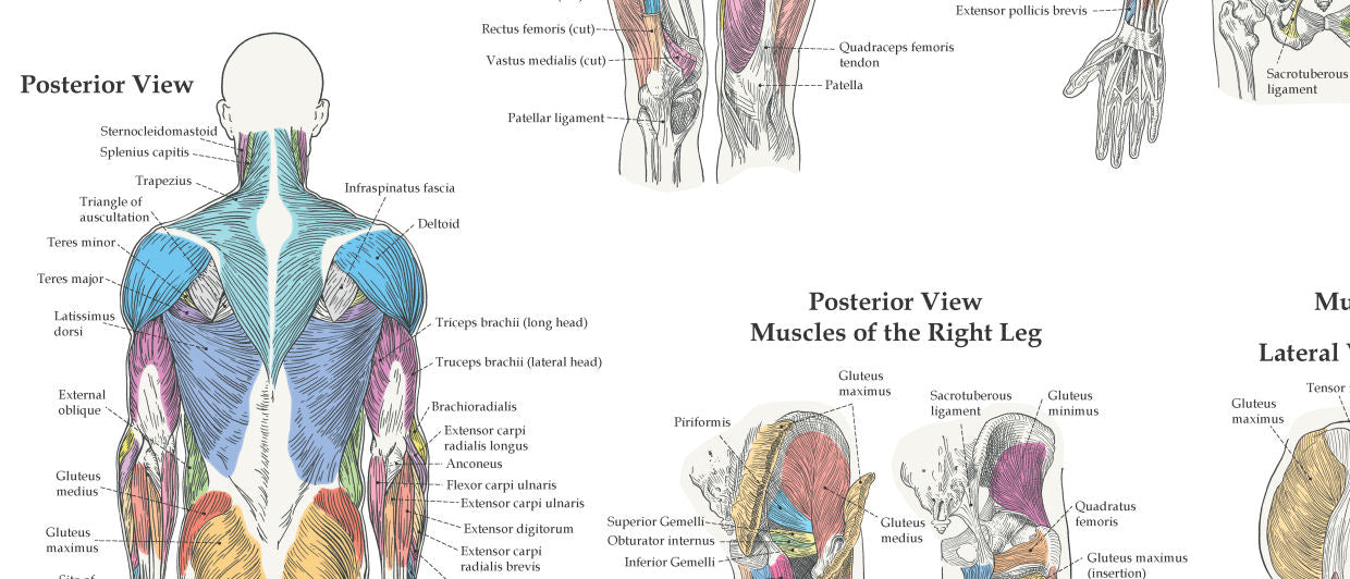 Human Anatomy Body Chart