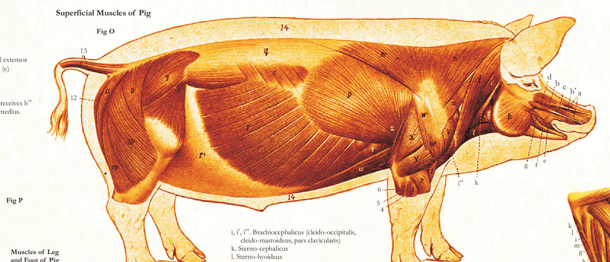 Pig Anatomy Posters – Body of Elements