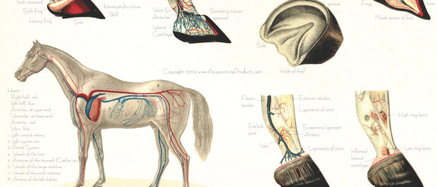 Body Of Elements - Healthcare Posters – Body of Elements