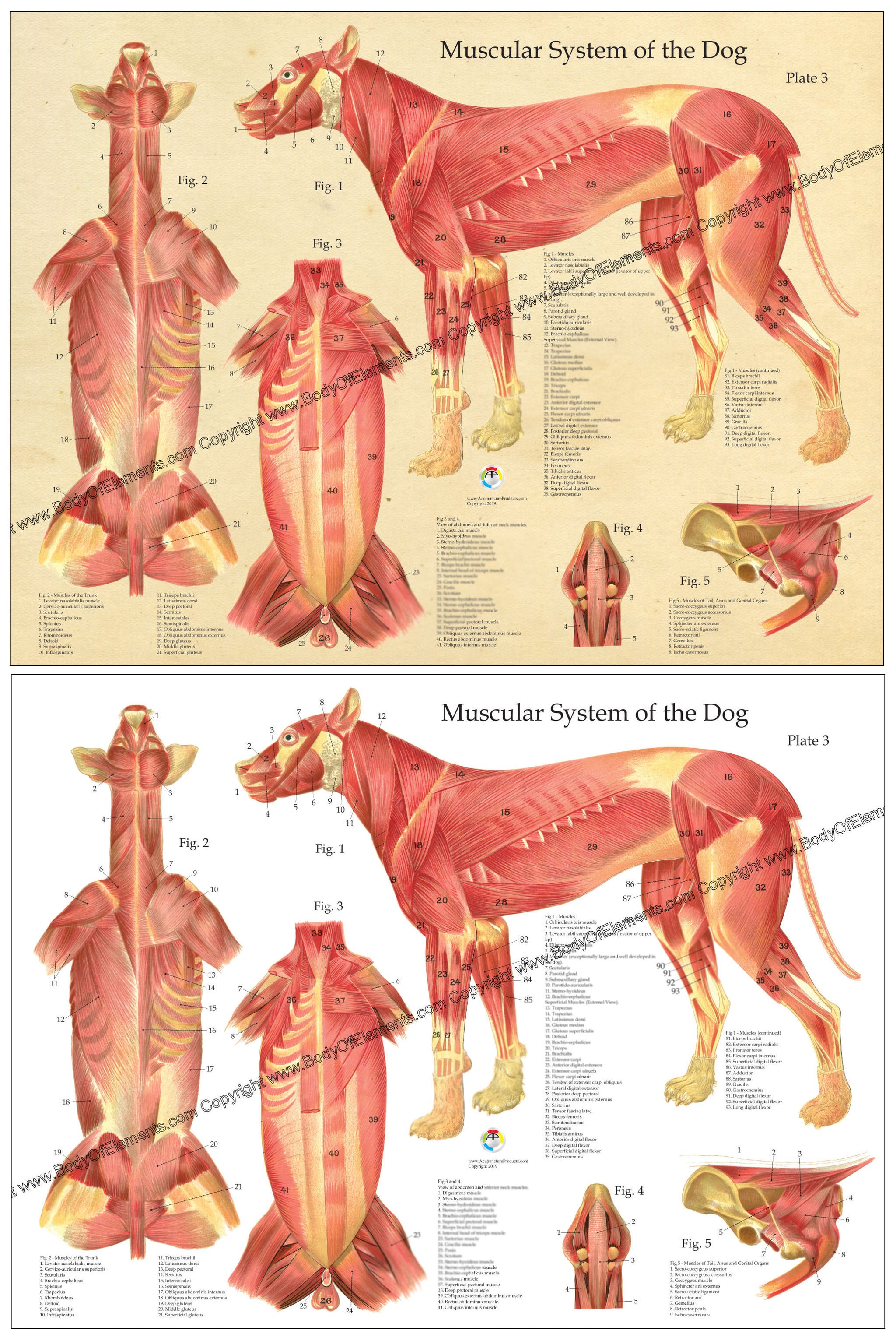 Dog Anatomy 5 Poster Set 18" X 24" Skeletal Muscles – Body of Elements