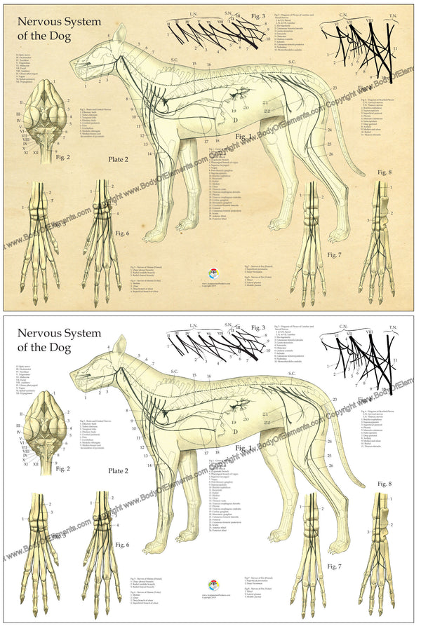 Dog Anatomy 5 Poster Set 18" X 24" Skeletal Muscles – Body of Elements