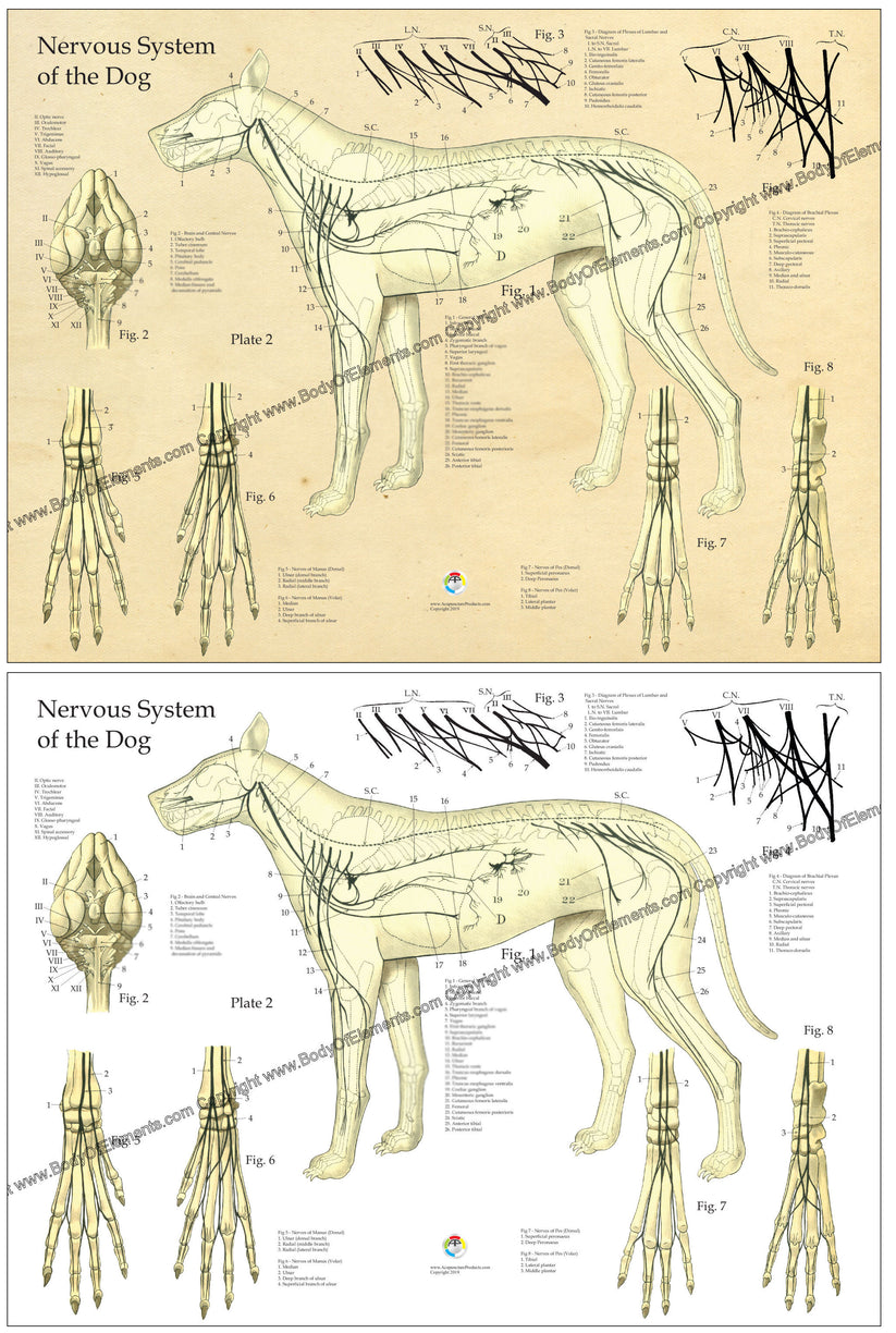 Dog Anatomy 5 Poster Set 18" X 24" Skeletal Muscles – Body of Elements