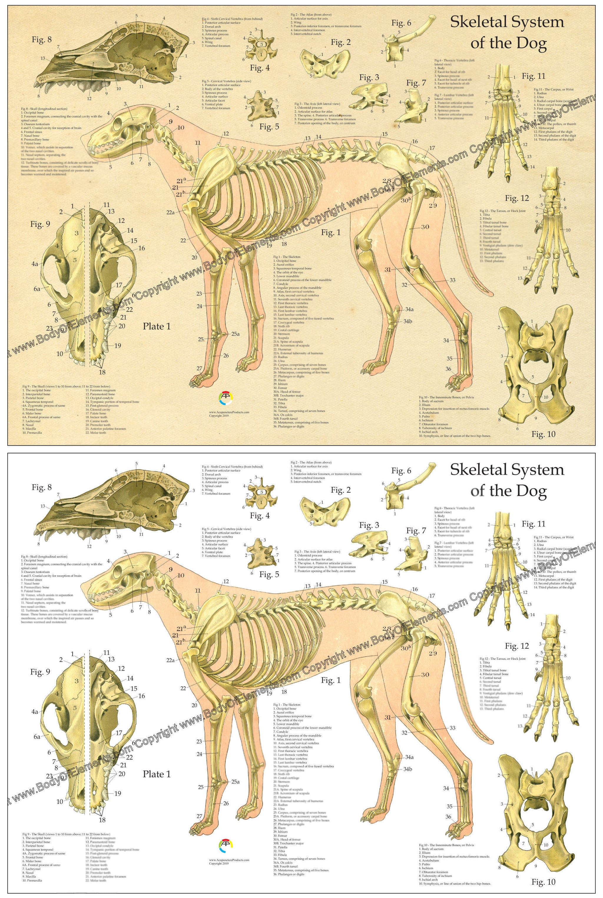 Dog Anatomy 5 Poster Set 18" X 24" Skeletal Muscles – Body of Elements