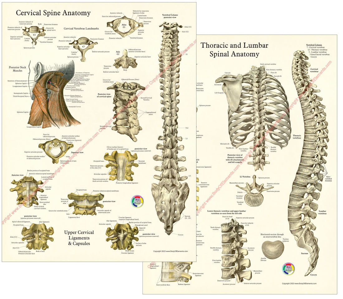 Human Spine and Vertebrae Anatomy Posters – Body of Elements