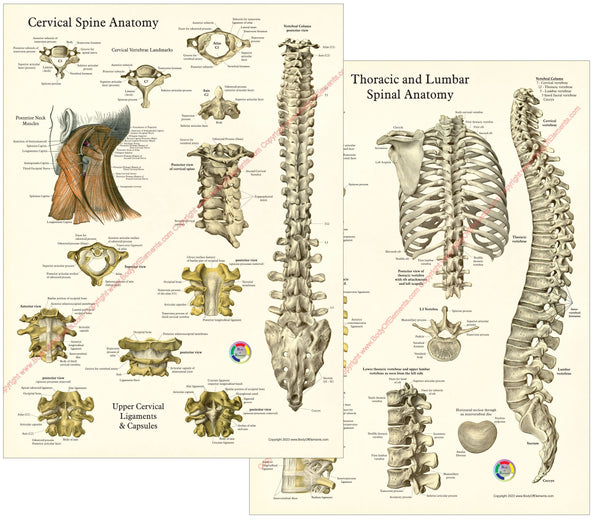 Human Spine and Vertebrae Anatomy Posters – Body of Elements