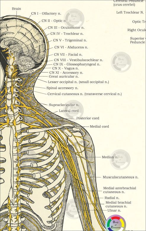 Spinal Nerves Nervous System Anatomy Poster Set – Body of Elements