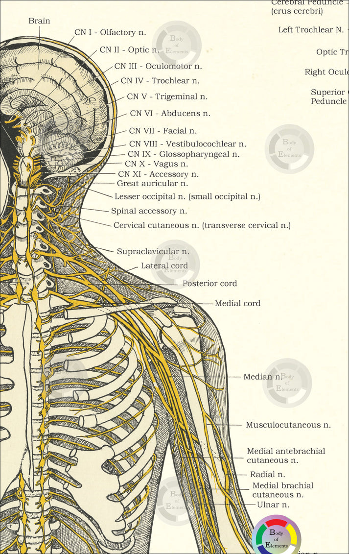 Spinal Nerves Nervous System Anatomy Poster Set – Body of Elements