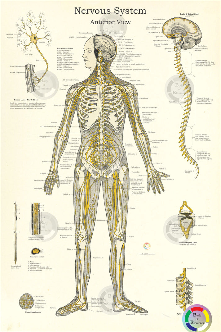 Spinal Nerves Nervous System Anatomy Poster Set – Body of Elements