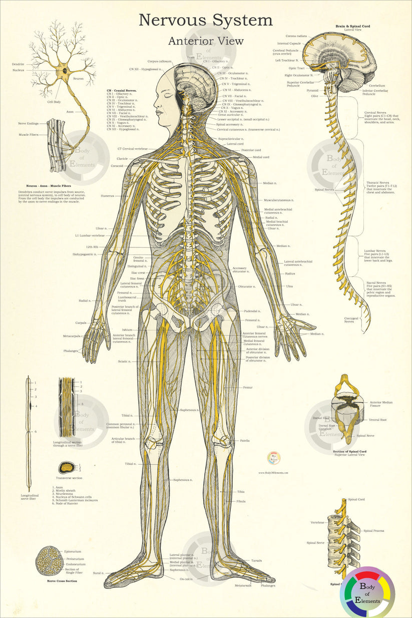 Spinal Nerves Nervous System Anatomy Poster Set – Body of Elements