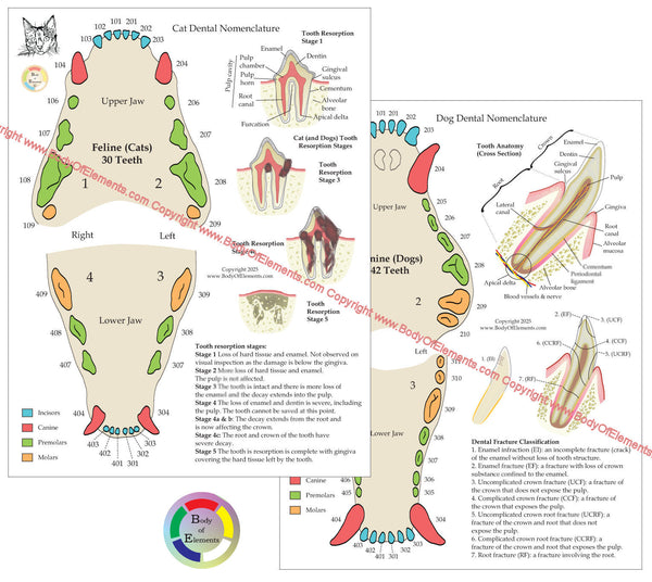 Dog and Cat Veterinary Tooth Nomenclature Chart – Body of Elements