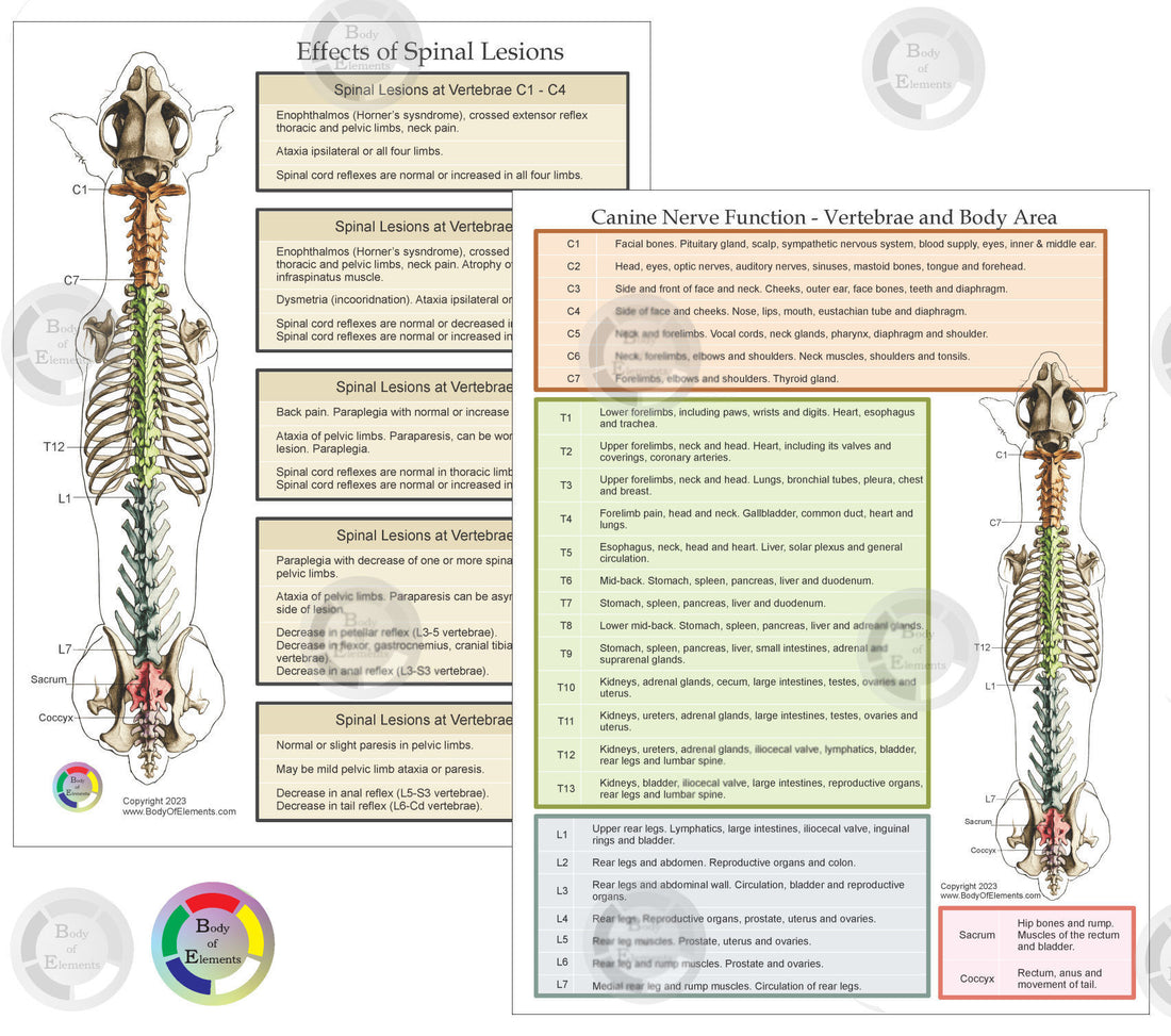Nerve Function Spinal Lesion Dog Chart 8.5" X 11" – Body of Elements