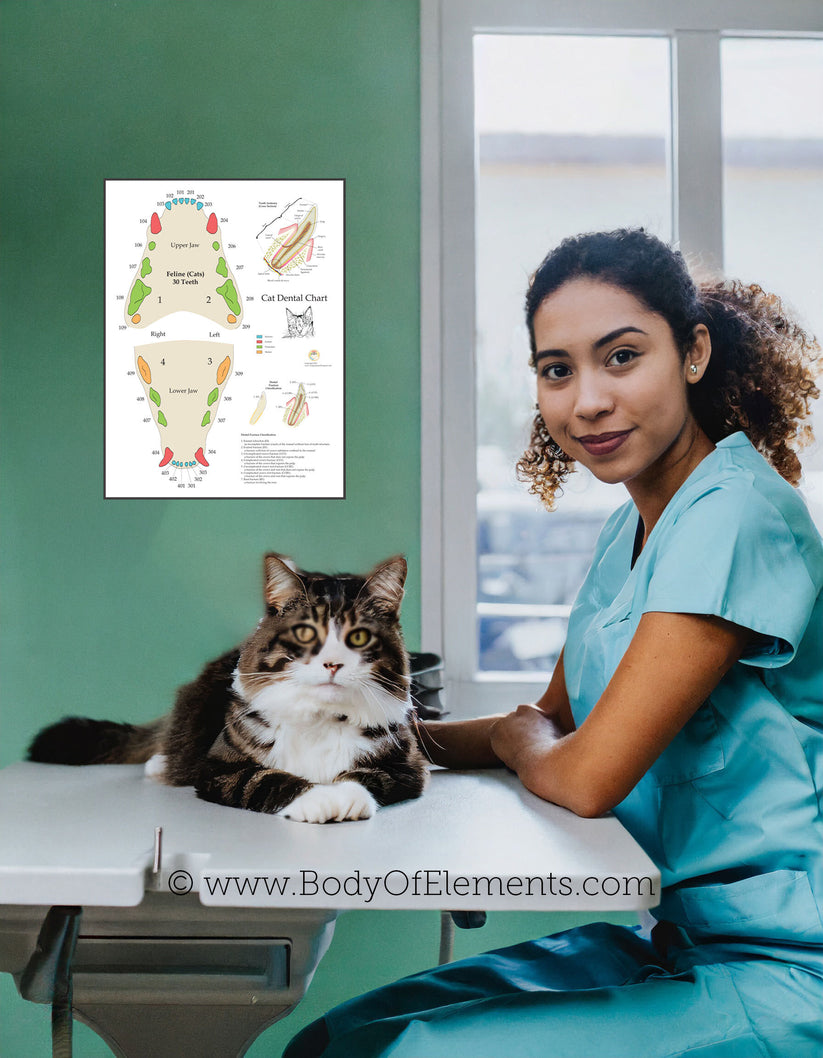 Cat Veterinary Dental Numbering Poster 18" X 24" – Body of Elements