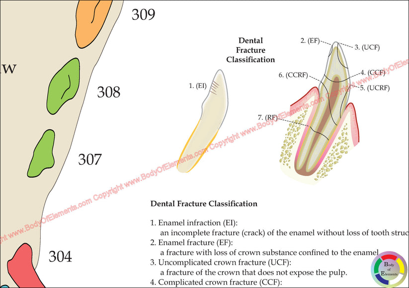 Cat Veterinary Dental Numbering Poster 18" X 24" – Body of Elements