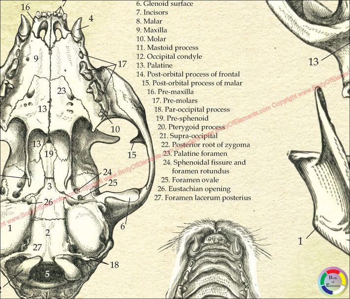 Cat Skull Anatomy Poster 18" X 24" – Body of Elements