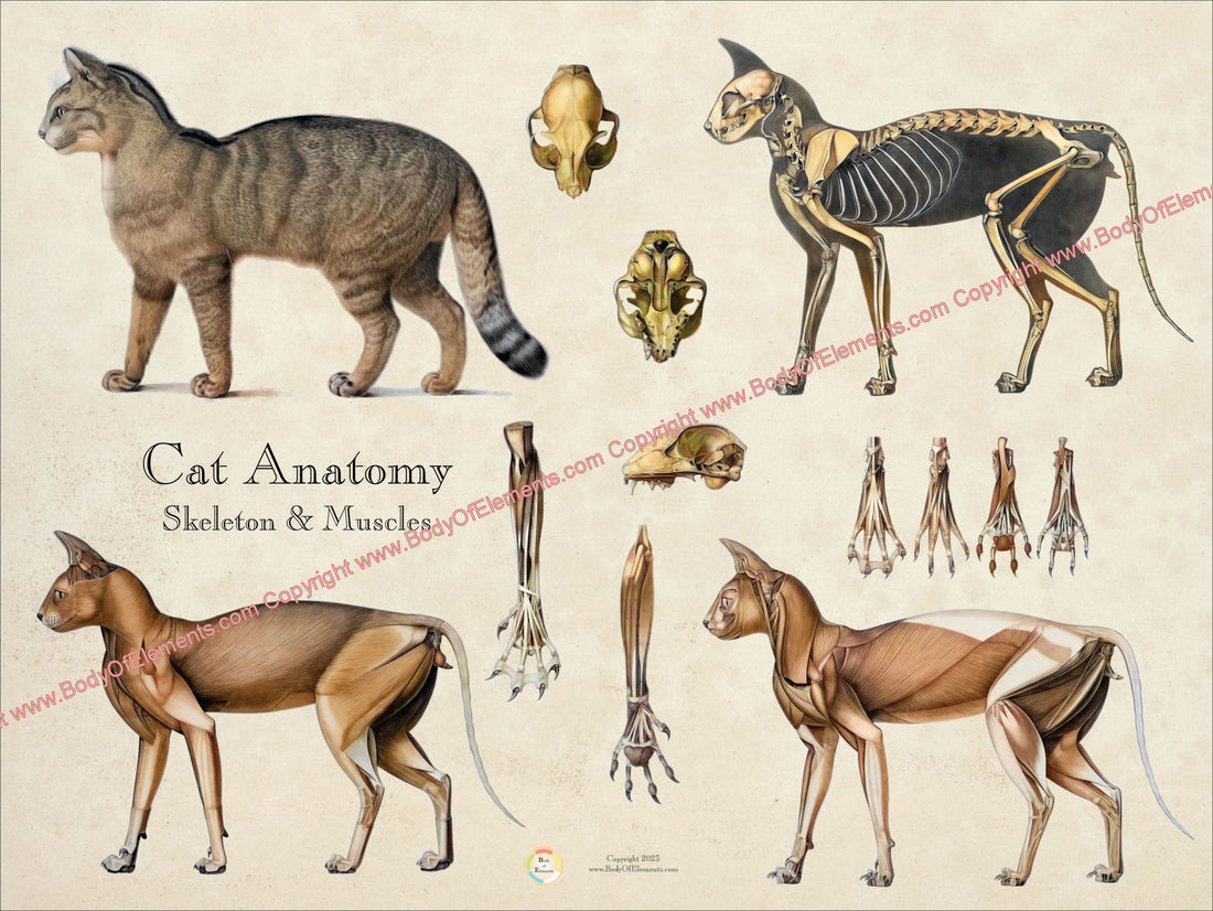 Cat Skeletal Muscular Anatomy Poster – Body of Elements