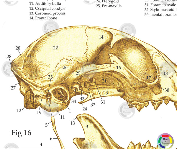 Cat Skeletal Skull Anatomy Charts – Body of Elements