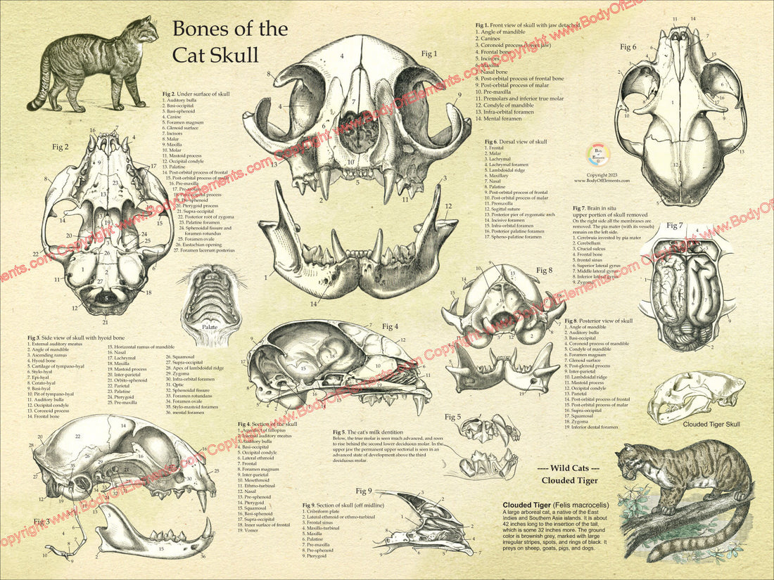 Cat Skull Anatomy Poster 18" X 24" – Body of Elements