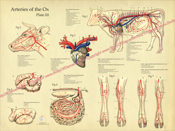 Cow Vascular Anatomy Poster 18" X 24" – Body of Elements