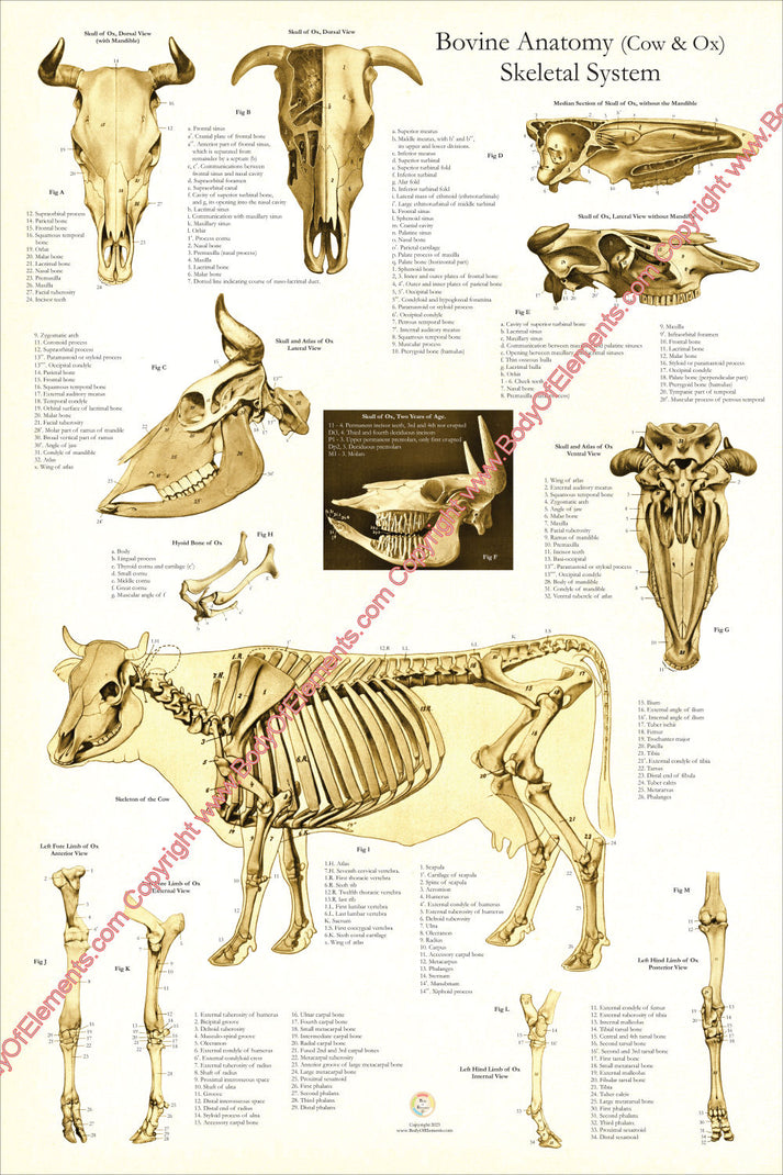 Cow Skeletal Anatomy Poster 24" X 36" – Body of Elements