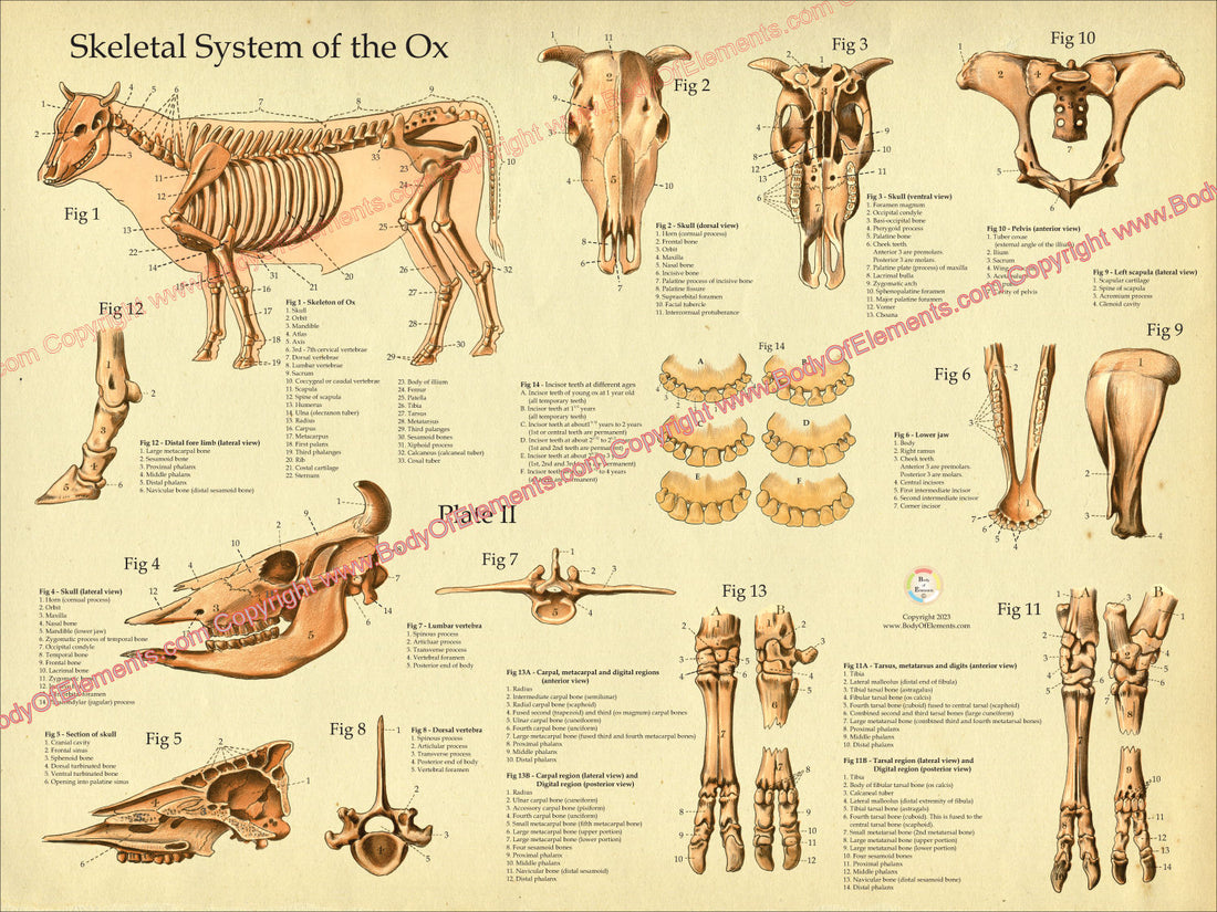Cow Skeletal Bones Anatomy Poster 18" X 24" – Body of Elements