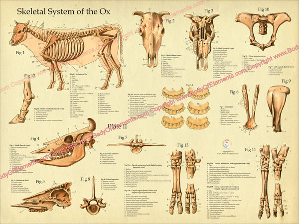 Cow Skeletal Bones Anatomy Poster 18" X 24" – Body of Elements