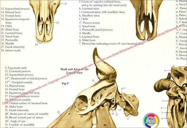 Cow Skull Anatomy Poster 18" X 24" – Body of Elements