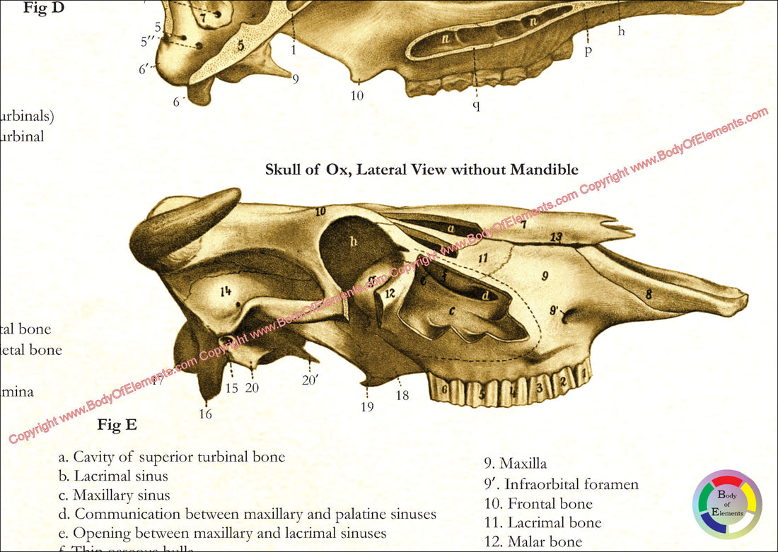 Cow Skeletal Anatomy Poster 24" X 36" – Body of Elements