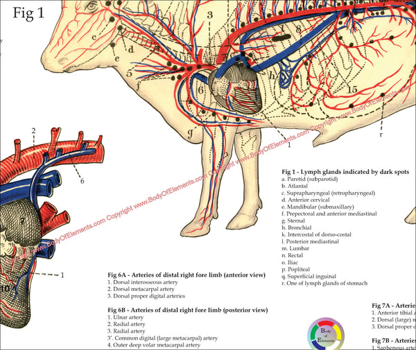 Cow Vascular Anatomy Poster 18" X 24" – Body of Elements