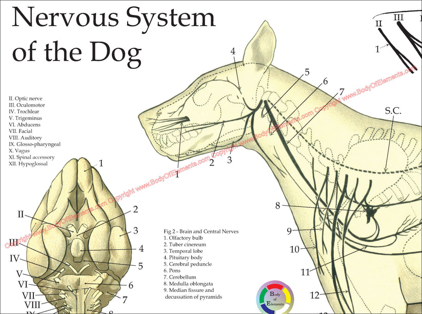 Dog Nervous System Anatomy Poster 18" X 24" – Body of Elements