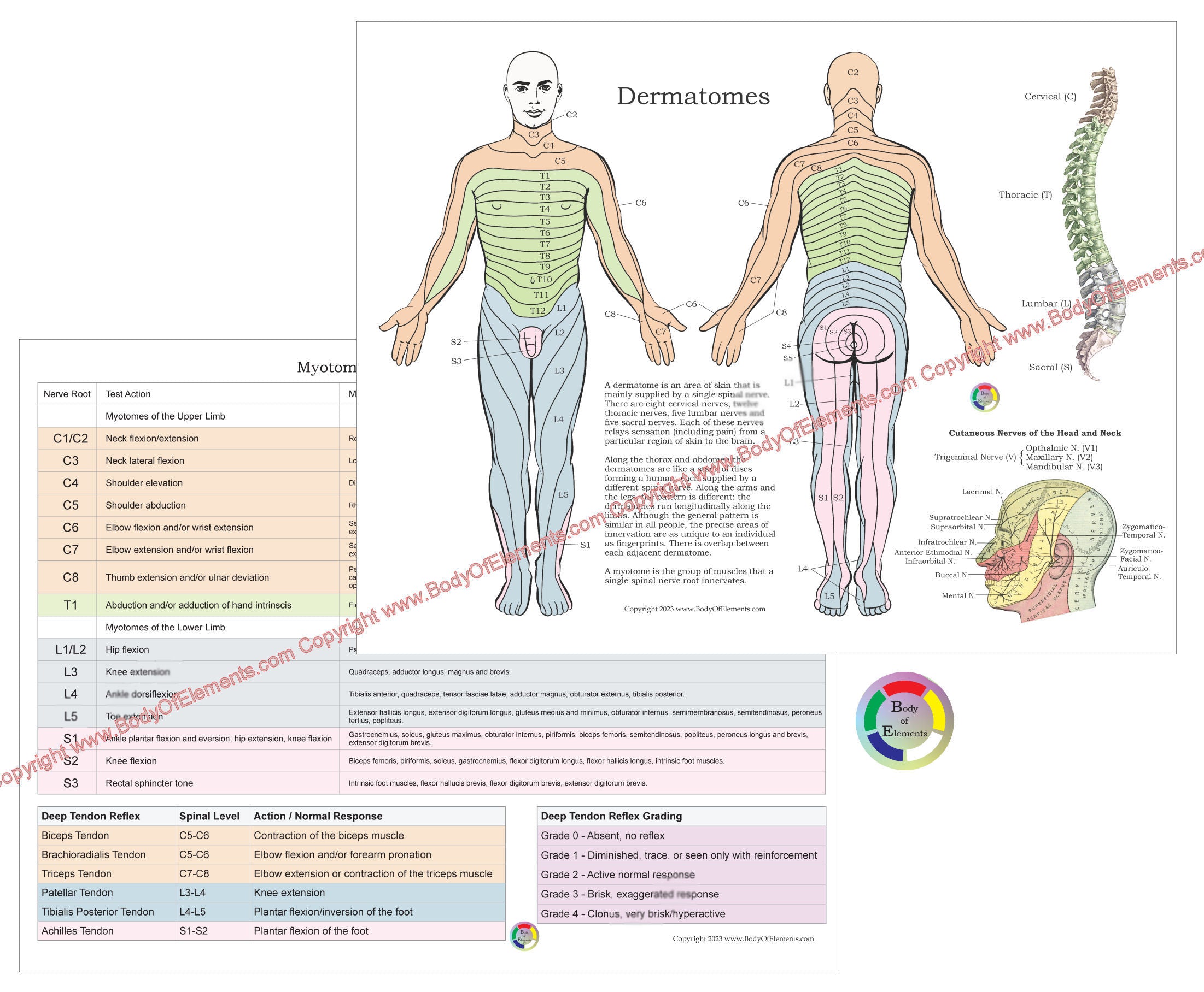 Dermatomes, Myotomes and DTR Study Chart 8.5 X 11 – Body of Elements