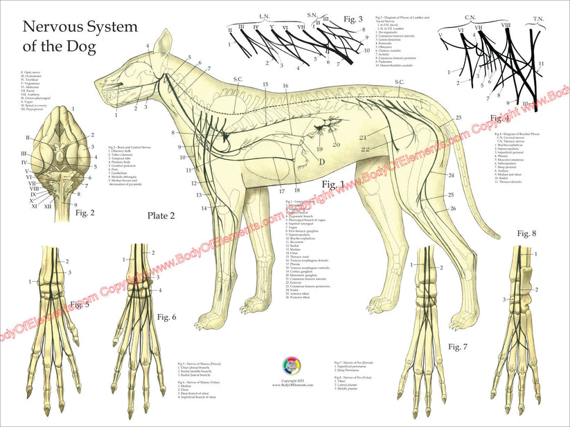 Dog Nervous System Anatomy Poster 18" X 24" – Body of Elements