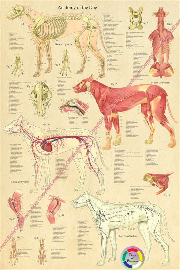 Dog Anatomy Wall Chart 24" X 36" – Body of Elements