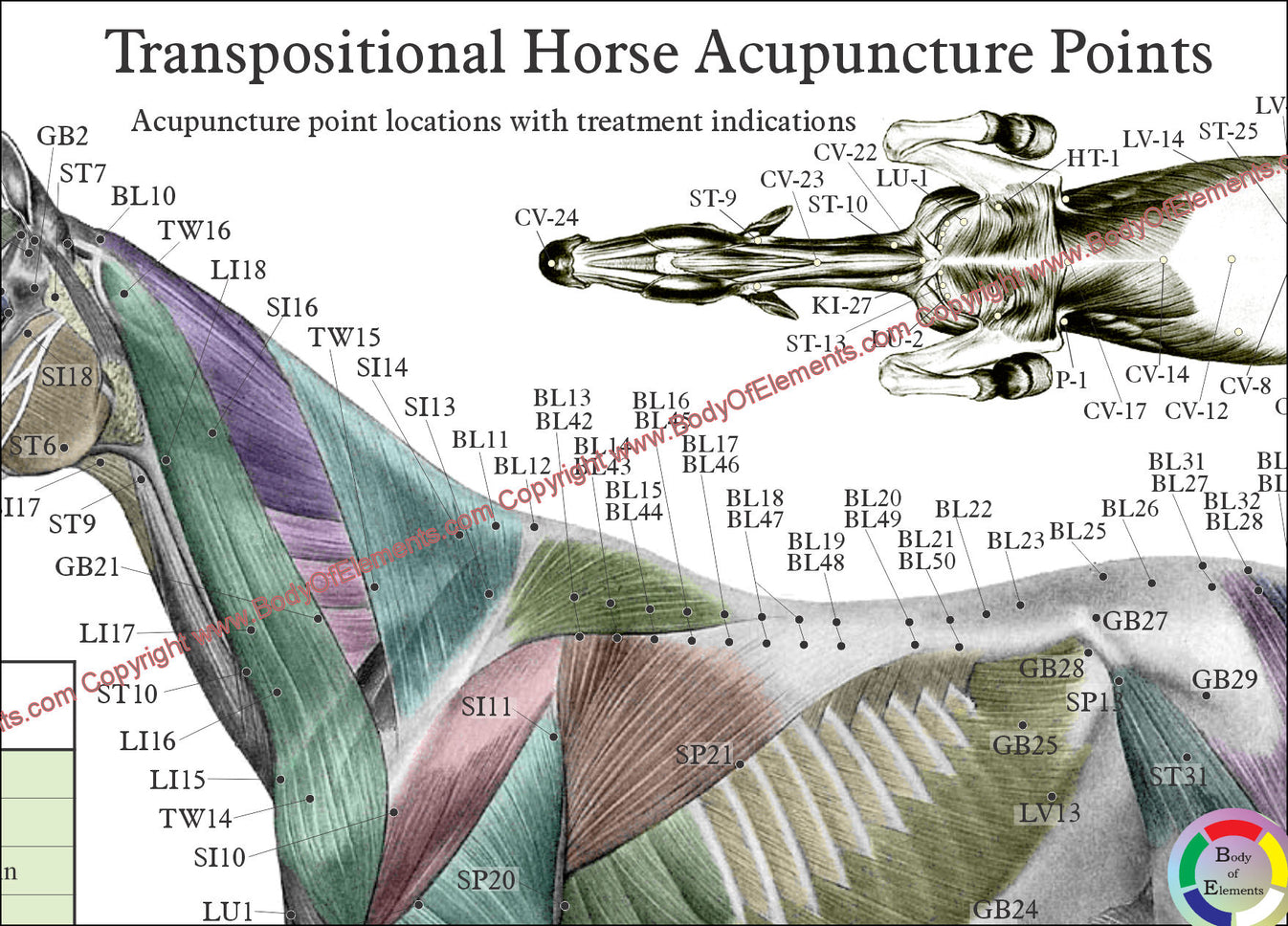 Horse Acupuncture Chart Set 8.5" X 11" – Body of Elements