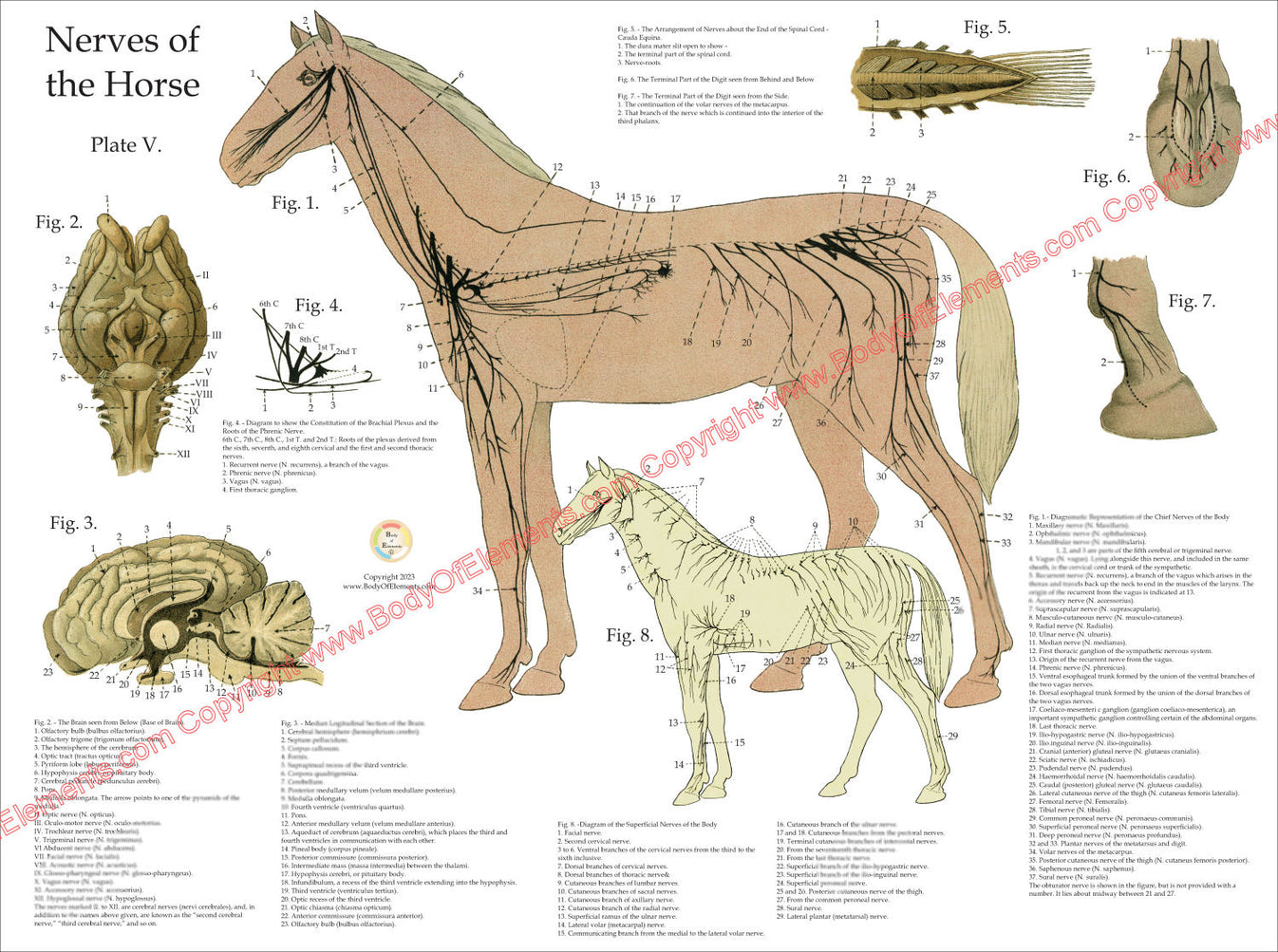 Horse Nervous System Anatomy Poster 18" X 24" – Body of Elements