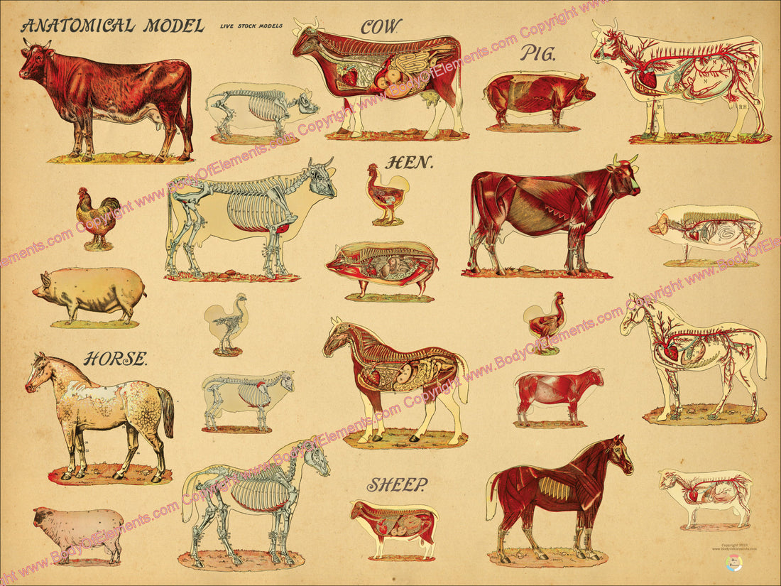 Farm Animals Anatomy Atlas Poster – Body of Elements