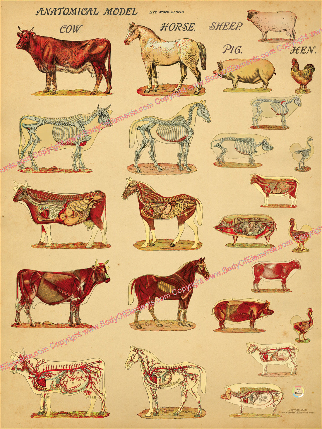 Farm Animals Anatomy Atlas Poster – Body of Elements