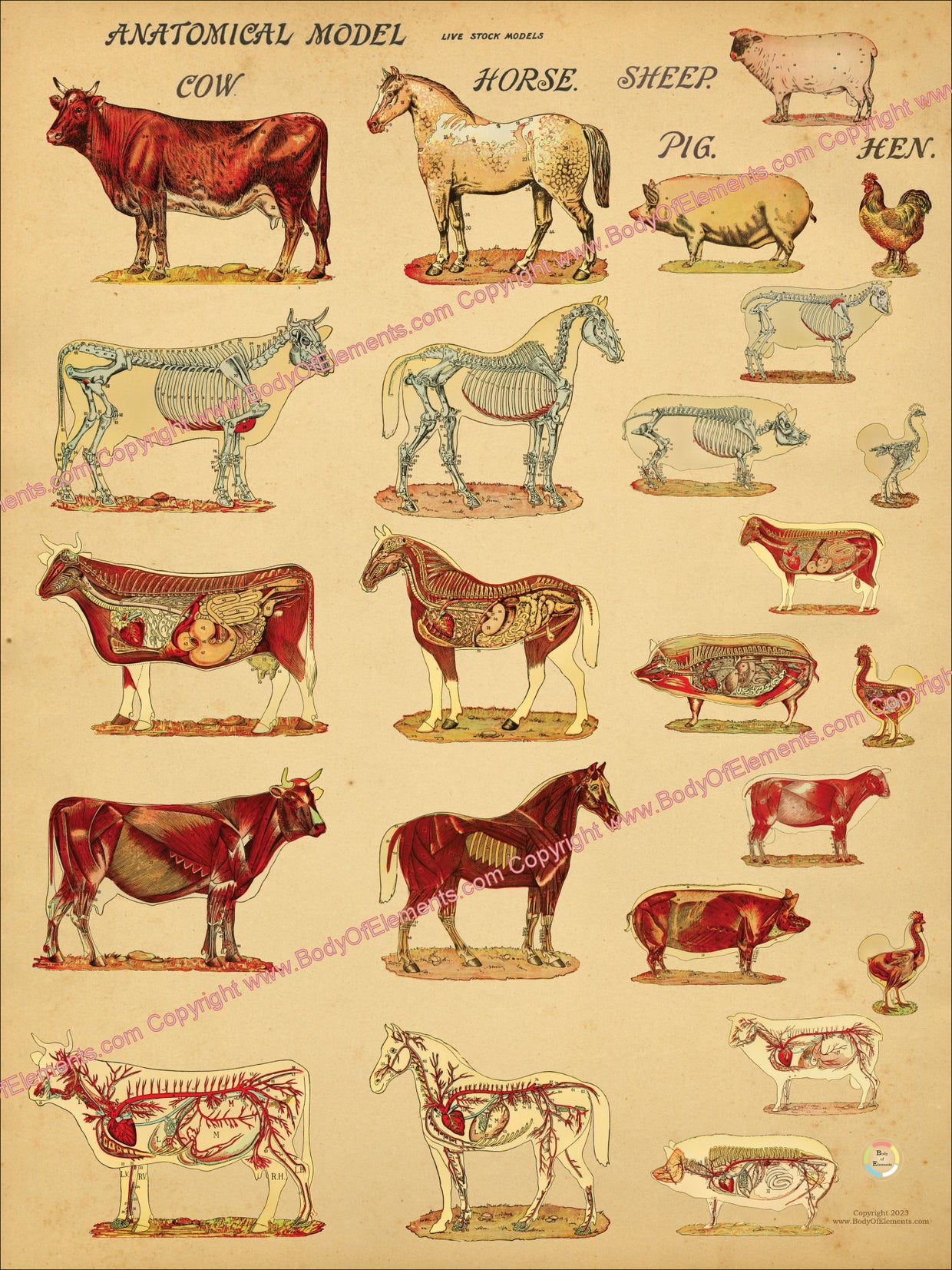 Cow Anatomy Posters – Body of Elements