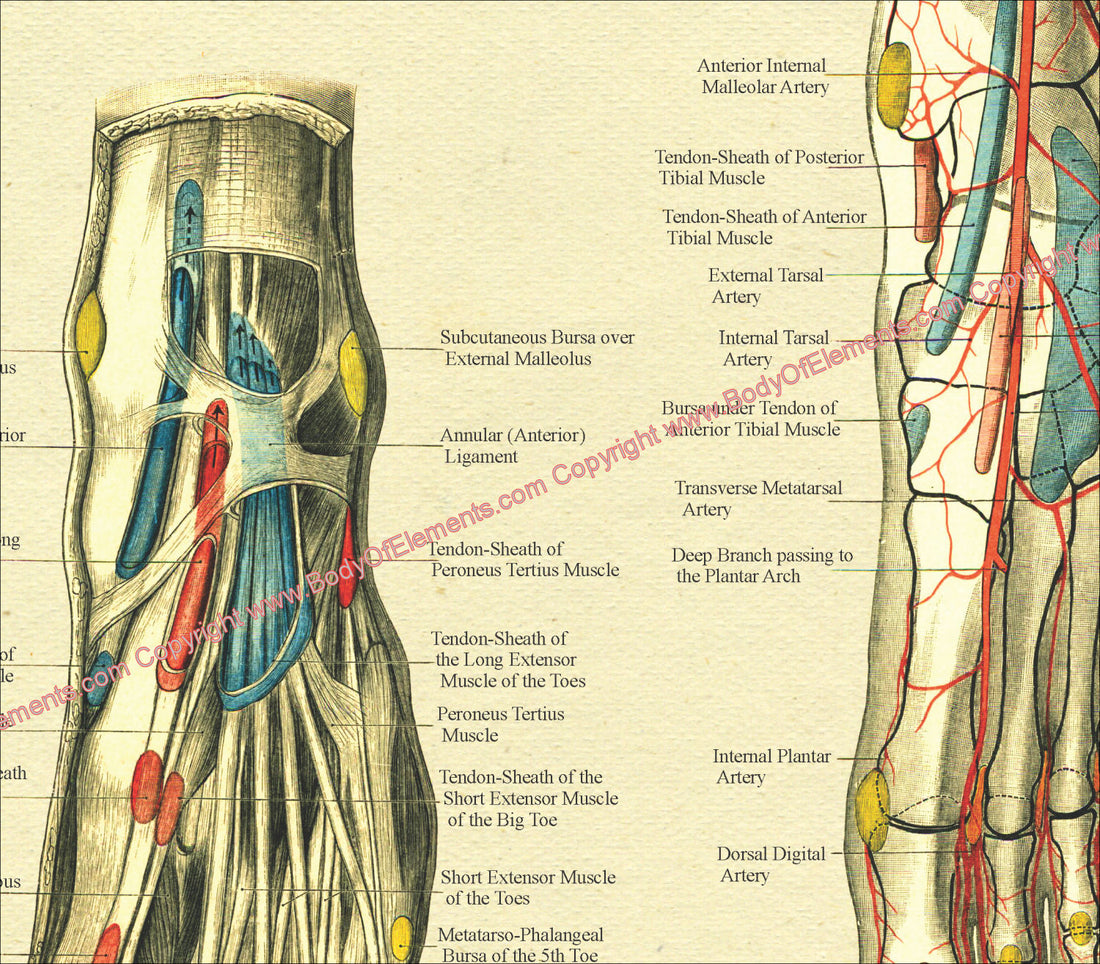 Human Foot Anatomy Poster – Body of Elements