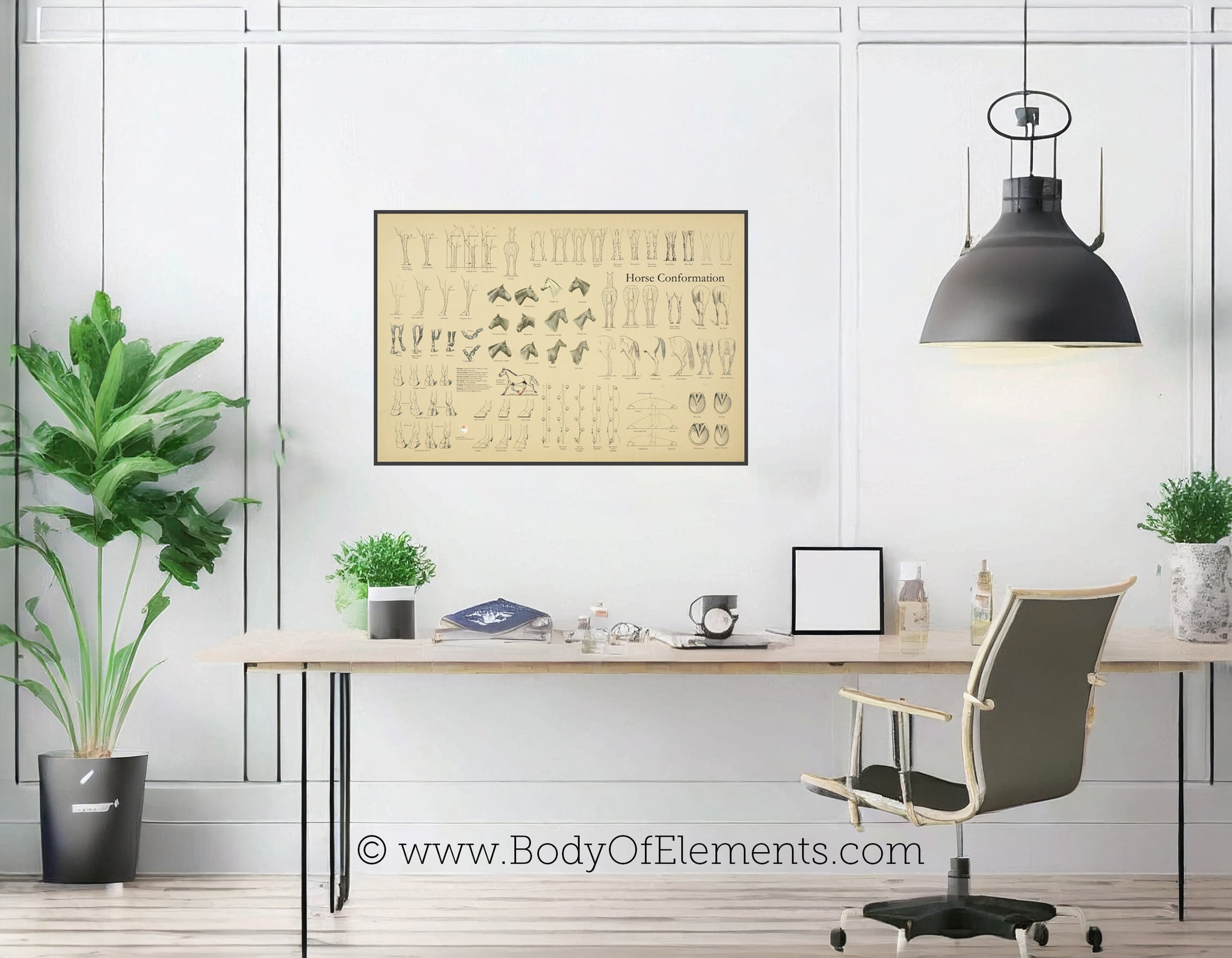 Horse Equine Conformation Poster – Body of Elements