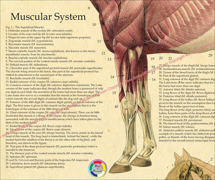 Horse Skeletal Muscle Anatomy Poster 24" X 36" – Body of Elements