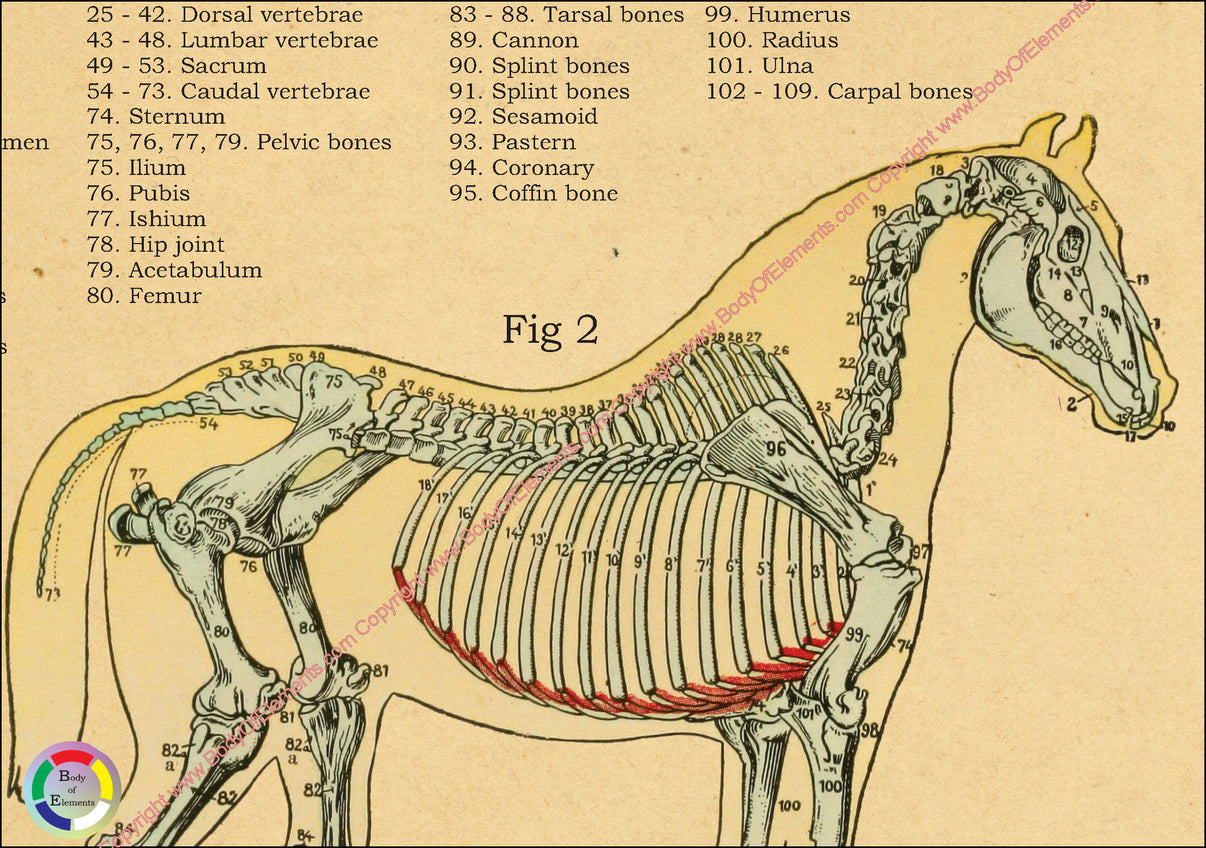 Horse Anatomy Atlas Poster – Body of Elements