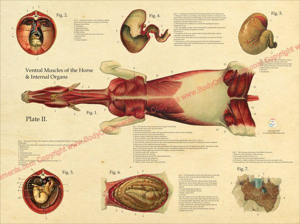 Horse Muscles Viscera Anatomy Poster 18" X 24" – Body of Elements