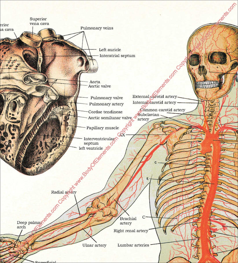 Heart and Arteries Plate 4 Anatomy Chart – Body of Elements