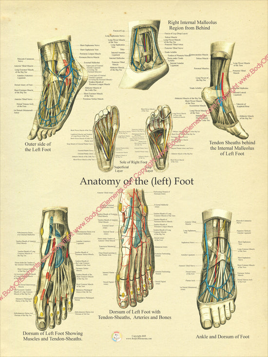 Human Foot Anatomy Poster – Body of Elements