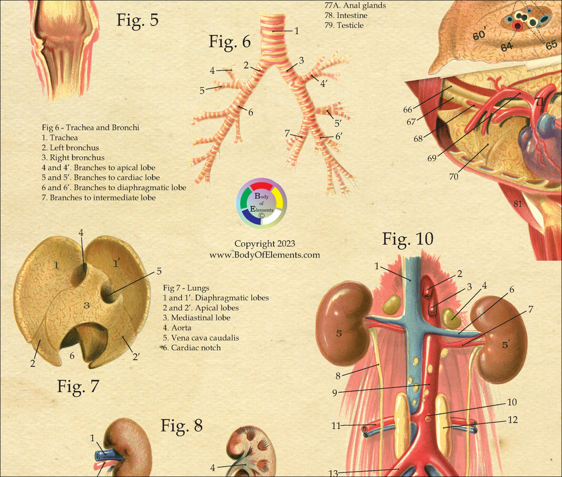 Dog Internal Organ Anatomy Poster 18" X 24" – Body of Elements
