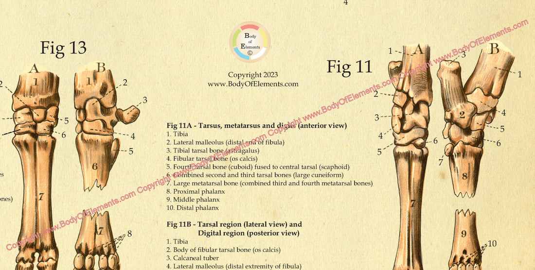 Cow Skeletal Bones Anatomy Poster 18" X 24" – Body of Elements