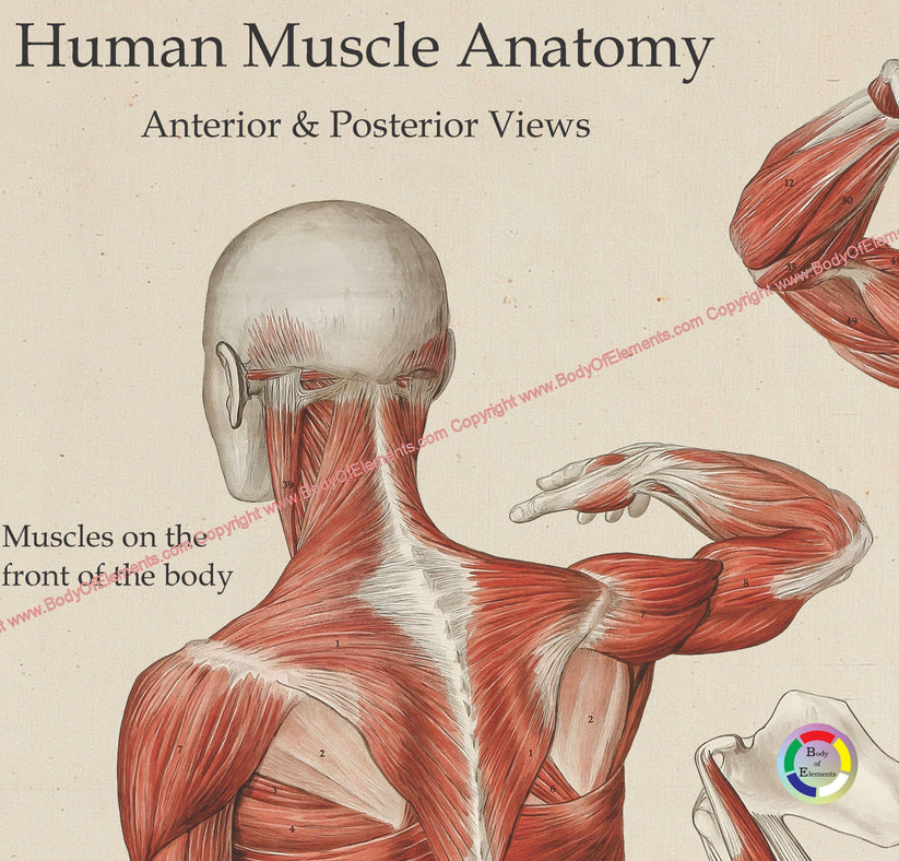 Anterior Posterior Human Muscle Anatomy – Body of Elements