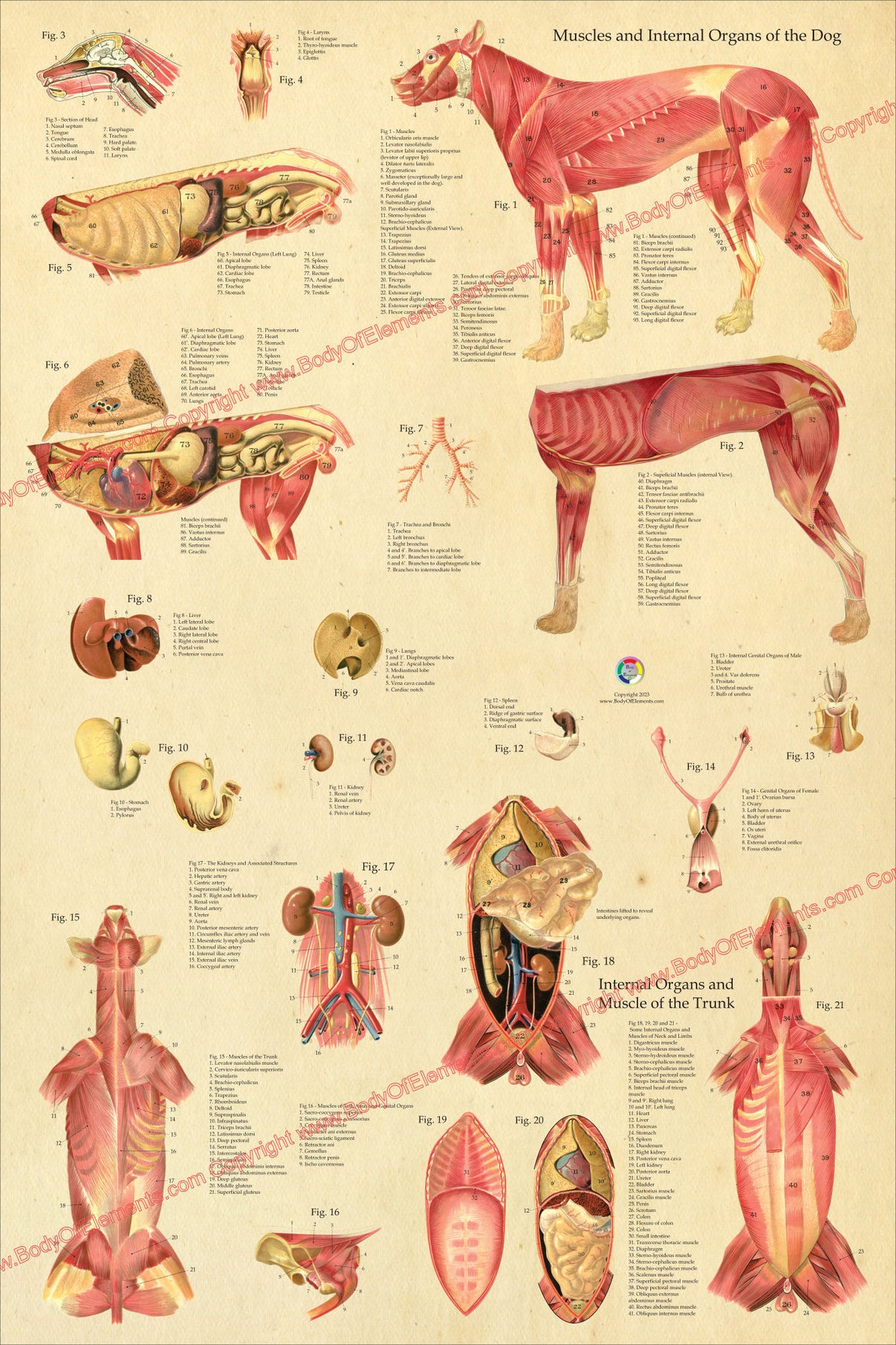 Dog Internal Anatomy Wall Chart 24" X 36" – Body of Elements